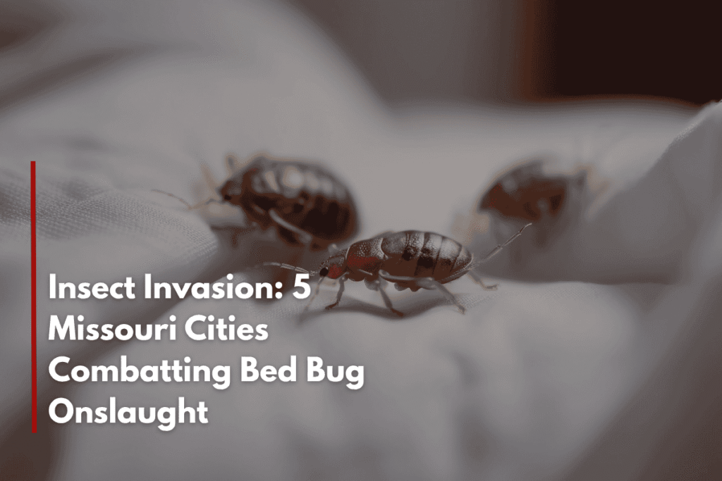 Insect Invasion: 5 Missouri Cities Combatting Bed Bug Onslaught - The ...