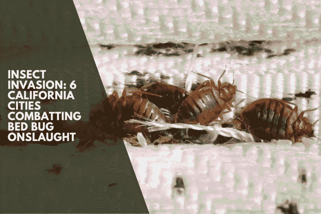 Insect Invasion: 6 California Cities Combatting Bed Bug Onslaught - The Wrangler