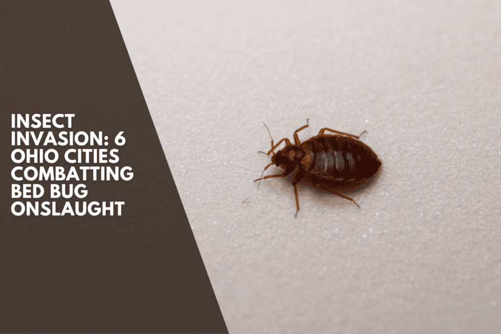 Insect Invasion: 6 Ohio Cities Combatting Bed Bug Onslaught - The Wrangler
