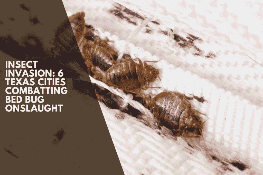 Insect Invasion: 6 Texas Cities Combatting Bed Bug Onslaught - The Wrangler