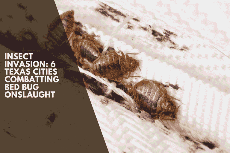 Insect Invasion: 6 Texas Cities Combatting Bed Bug Onslaught - The Wrangler